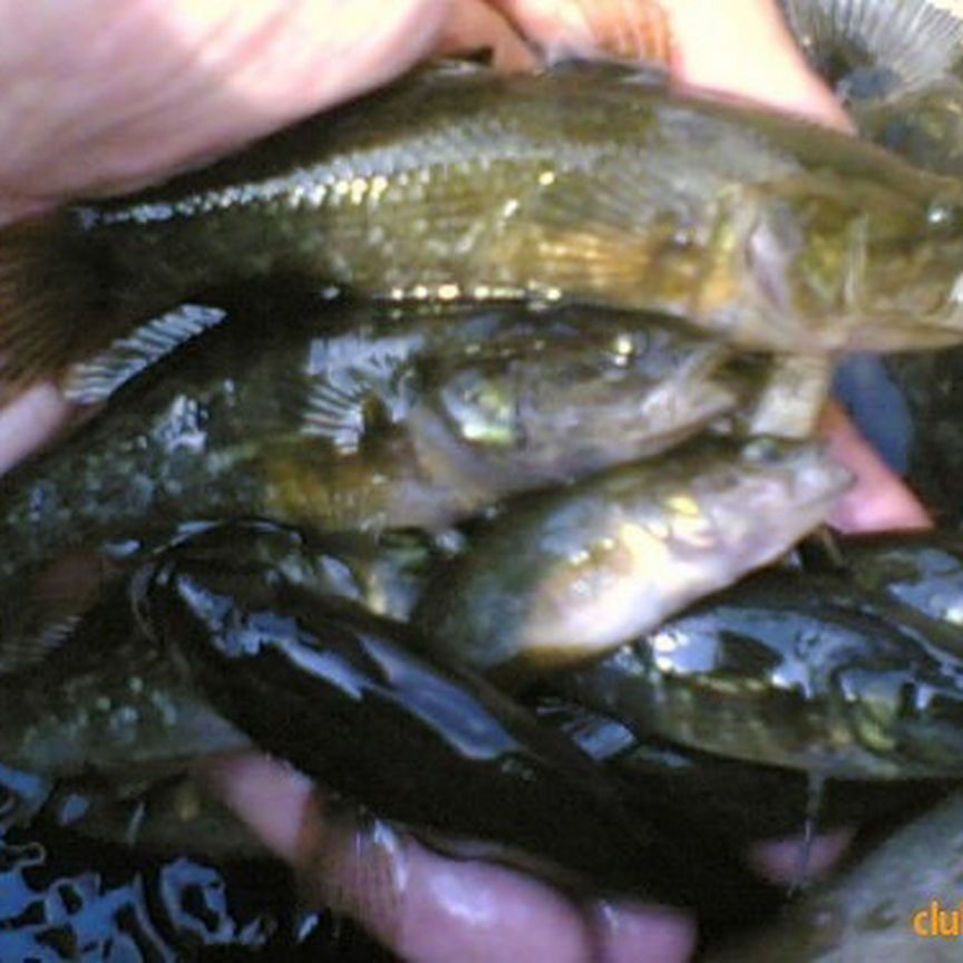 Рыба ротан оптом