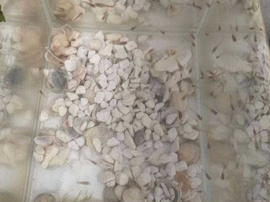 Малек гуппи