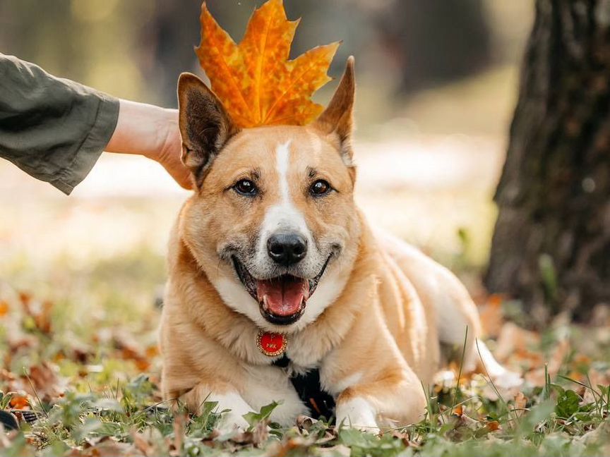 Собака в добрые руки