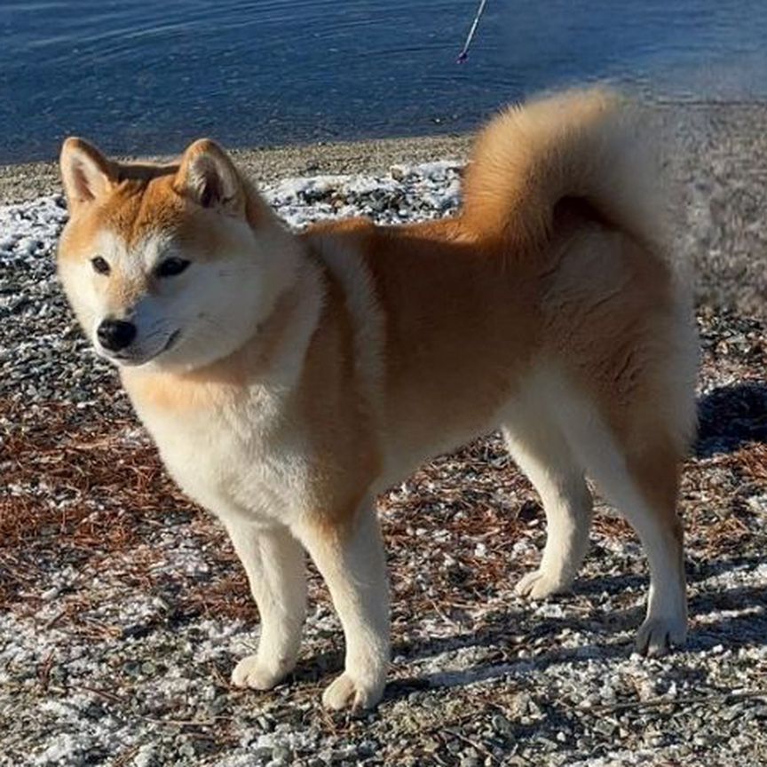 Сиба-ину, щенок