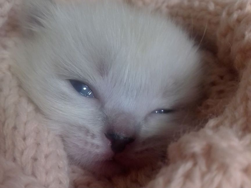 Котенок мальчик