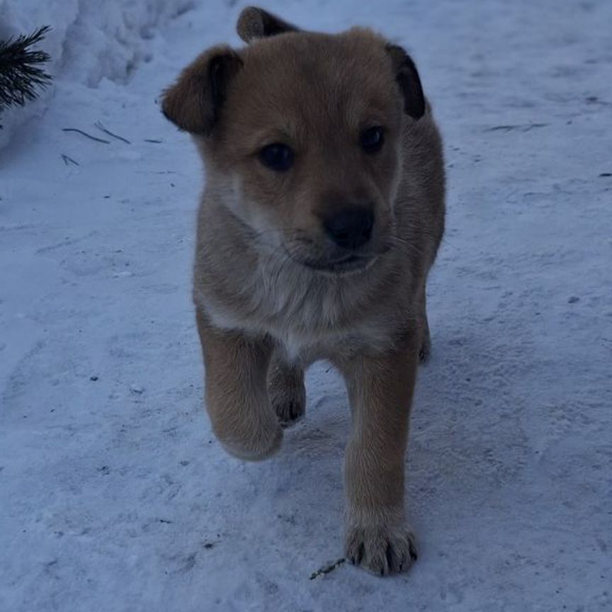 Западносибирская лайка, щенок