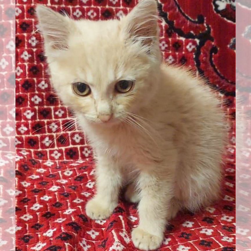 Рыженький котенок
