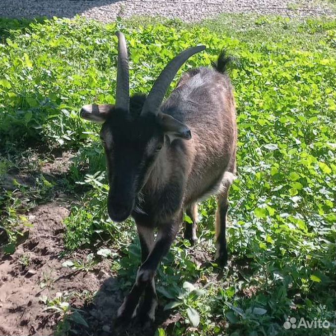 Козы с козлятами