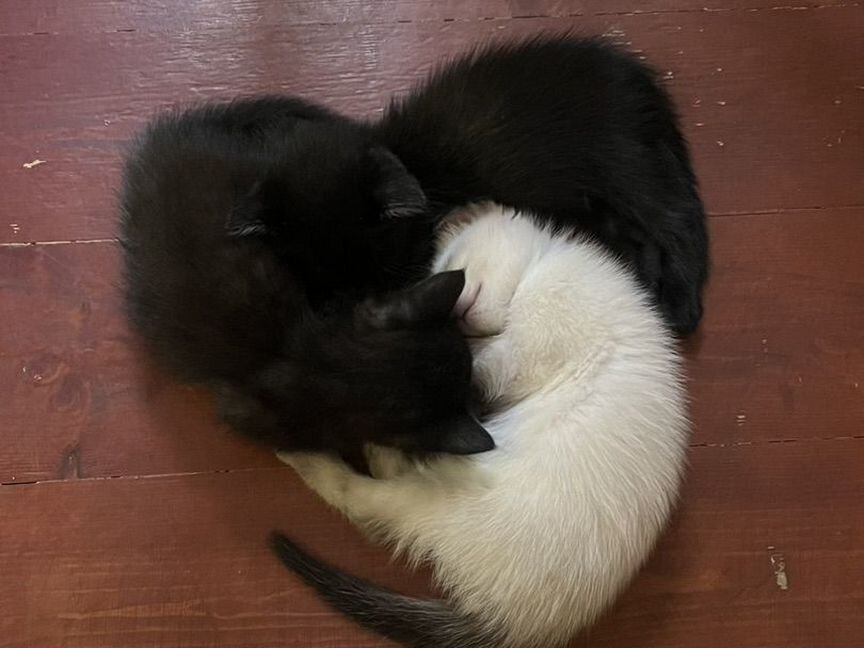 Котята в добрые руки