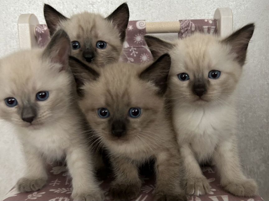 Котята тайской кошки