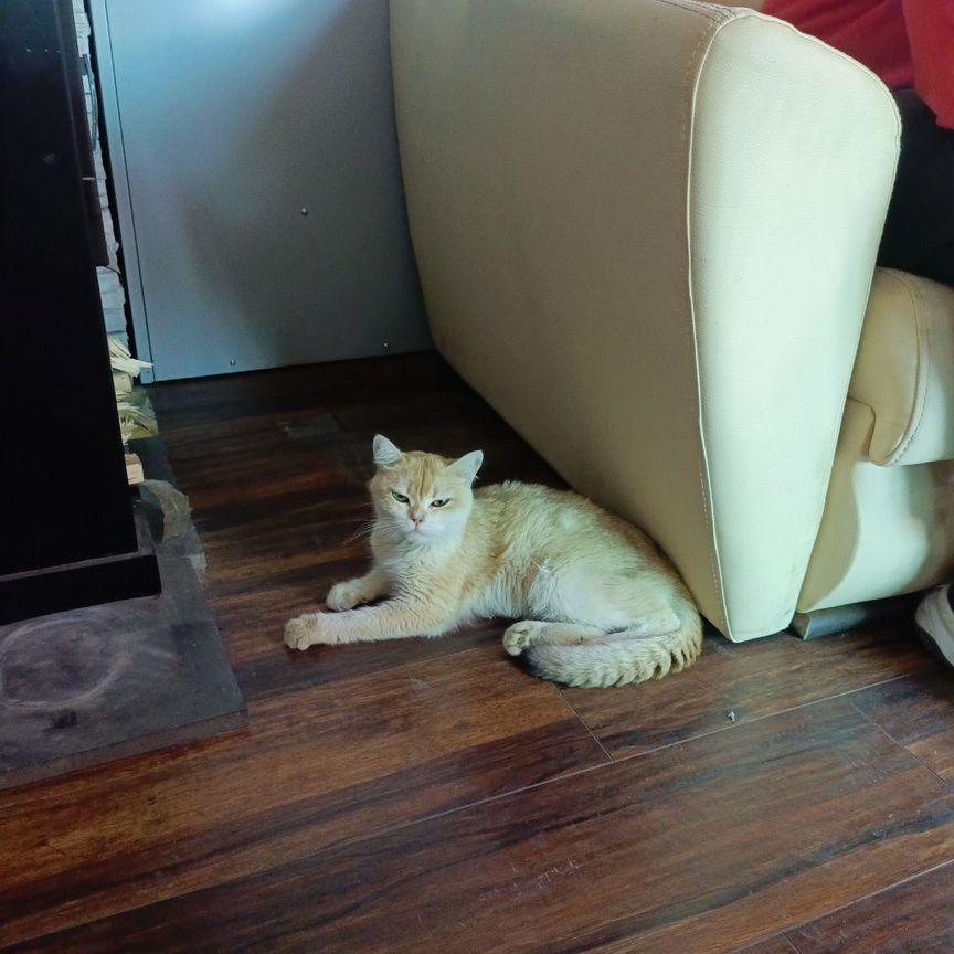 Кошка серебряная шиншилла английская