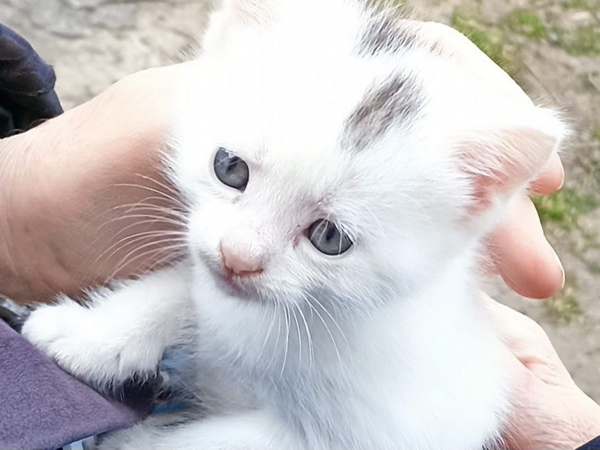 Отдам котенка в добрые руки
