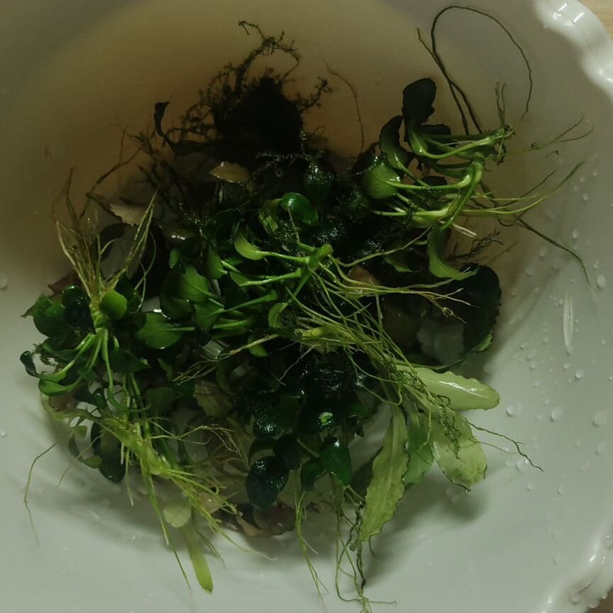 Аквариумная прополка