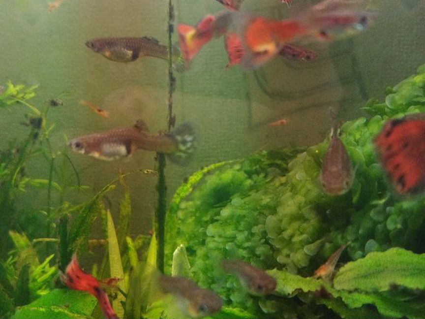 Аквариумные рыбки гуппи