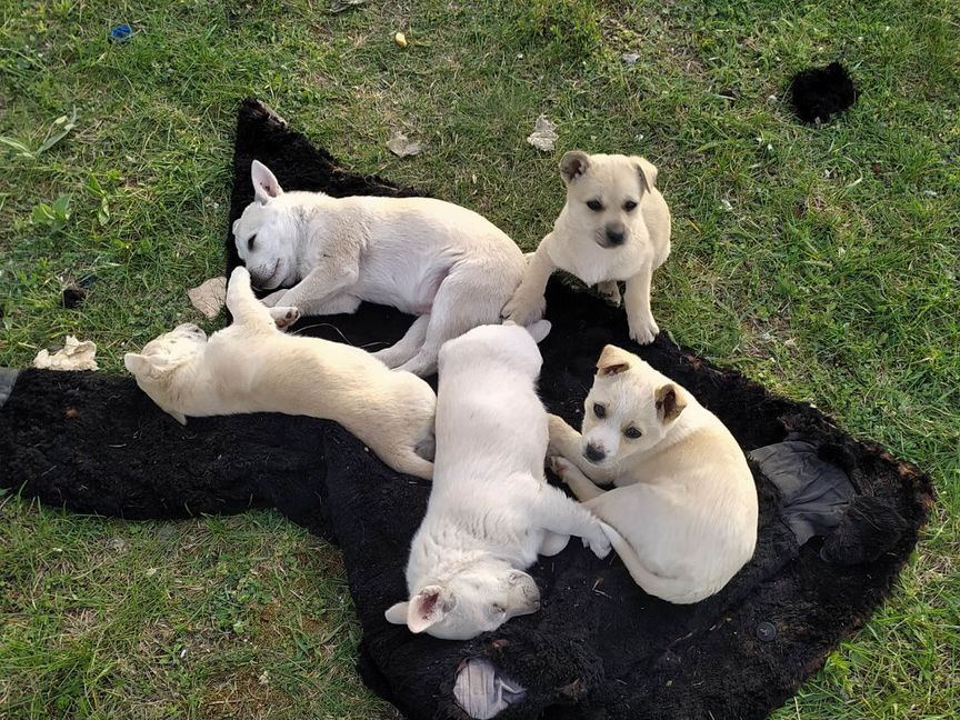 Отдам бесплатно щенки