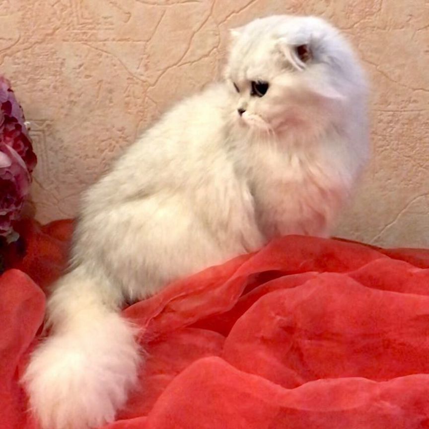 Шотланская хайленд фолд