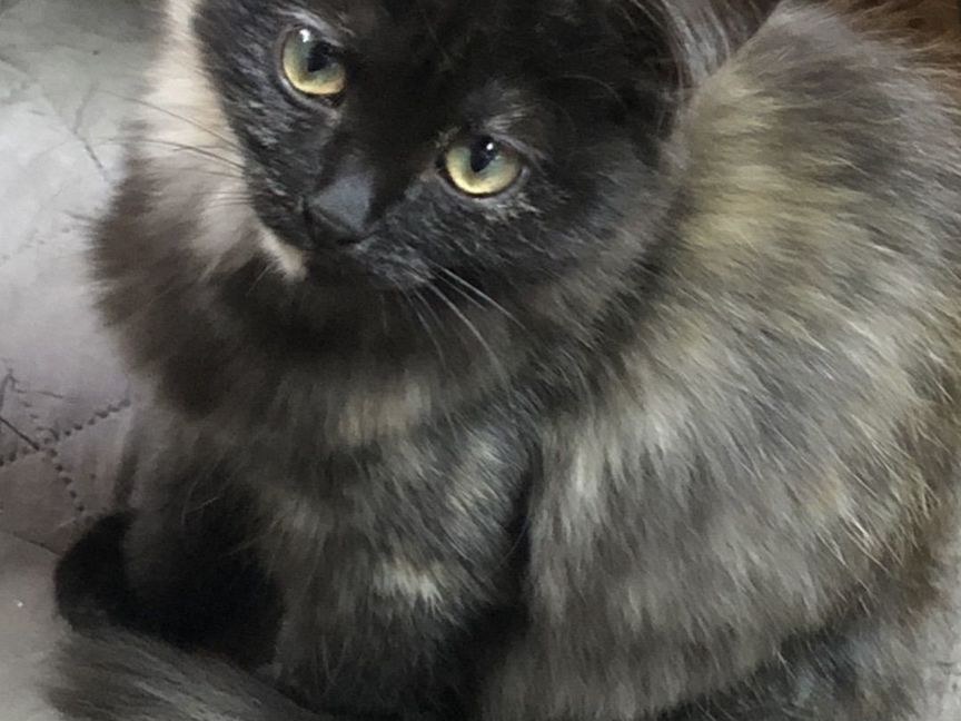 Кошечка 6 месяцев