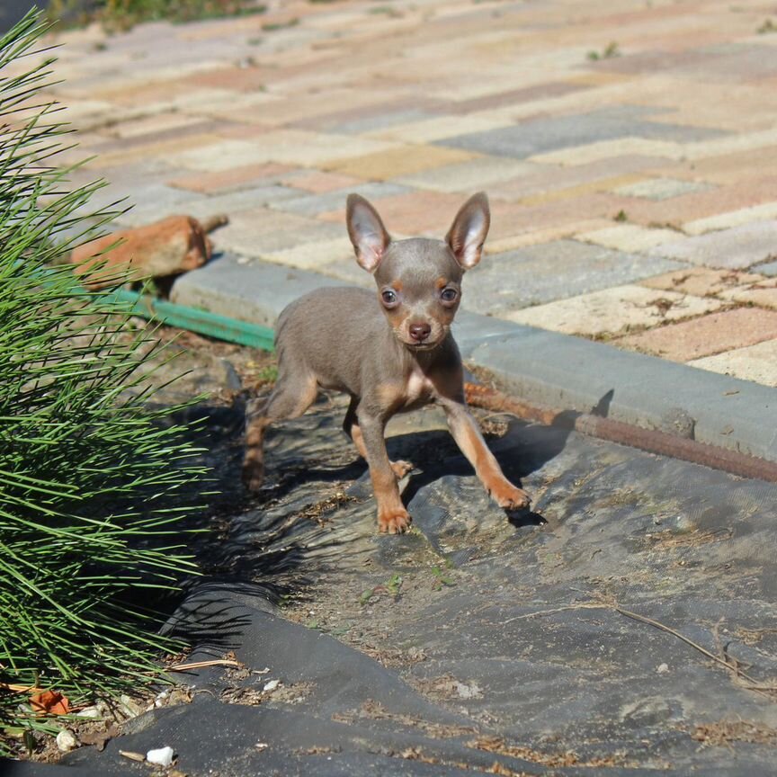 Супер мини - мальчик