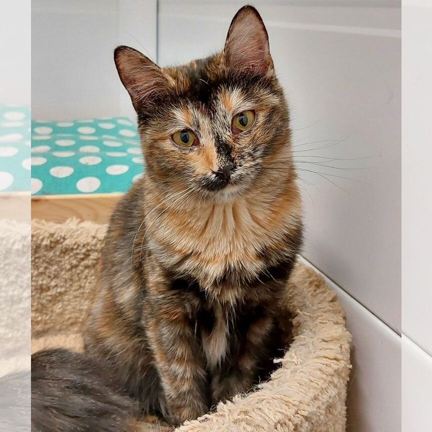 Взрослая, кошка в добрые руки