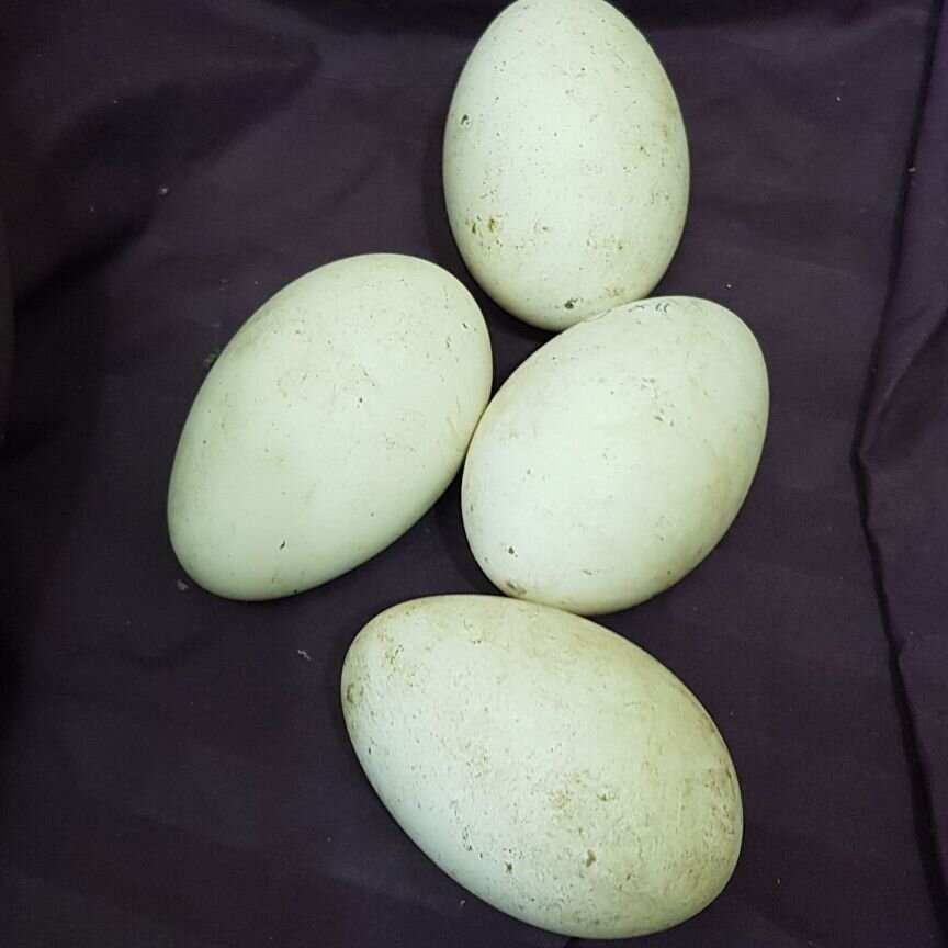 Инкубационное яйцо гусей холмогоров