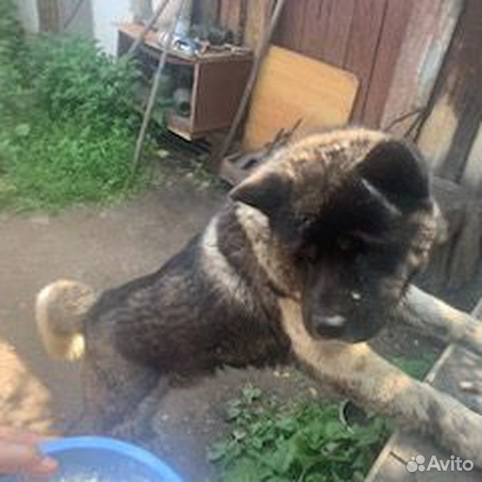 Отдам в добрые руки Акита-ину кобель 4 года