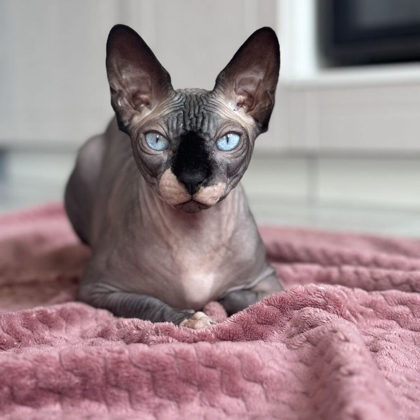 Канадский сфинкс