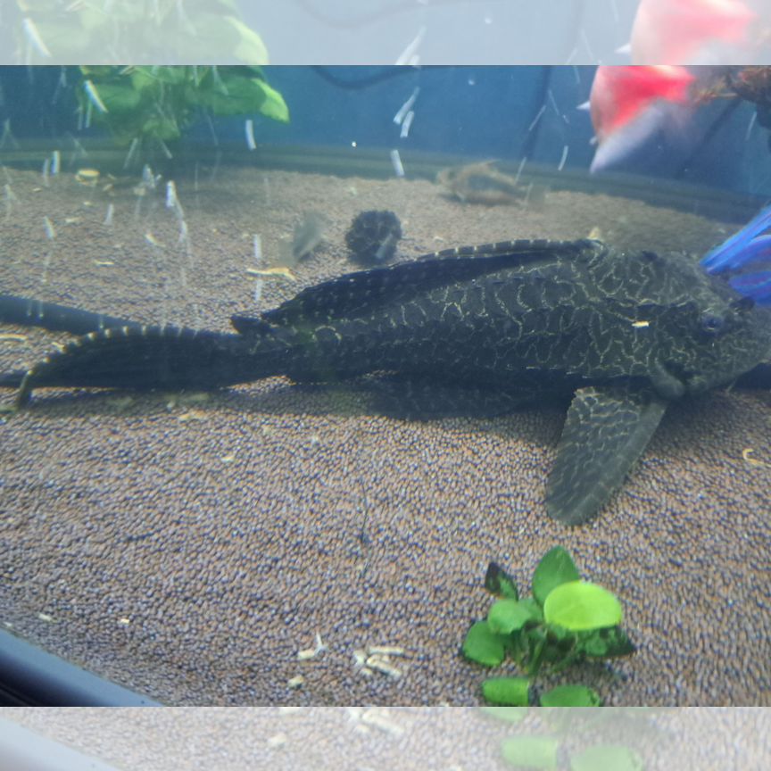 Птеригоплихт парчовый сом
