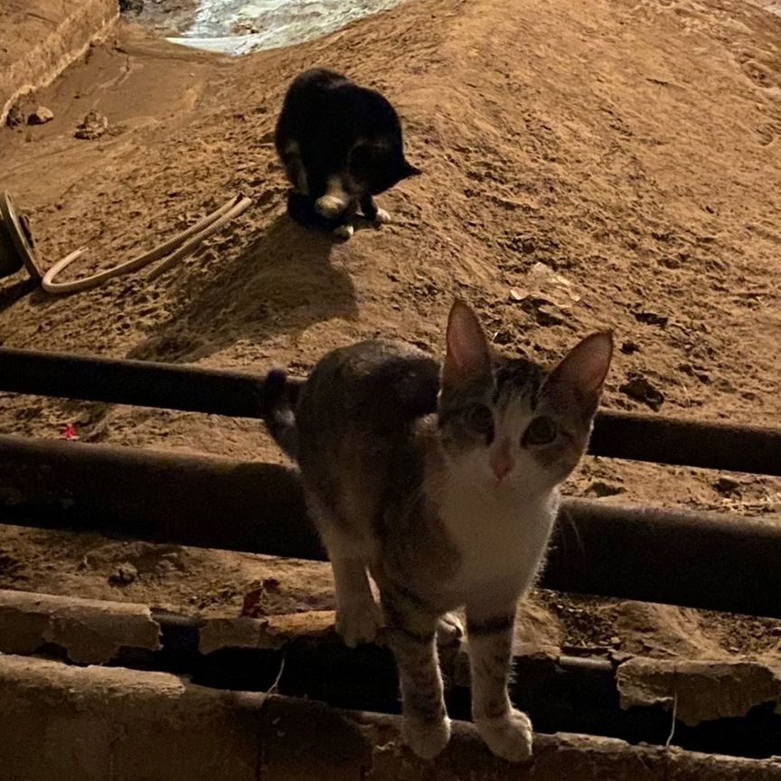 Выкинули котят в подвал