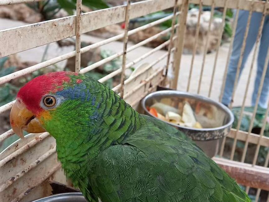 Амазон Зеленощекий