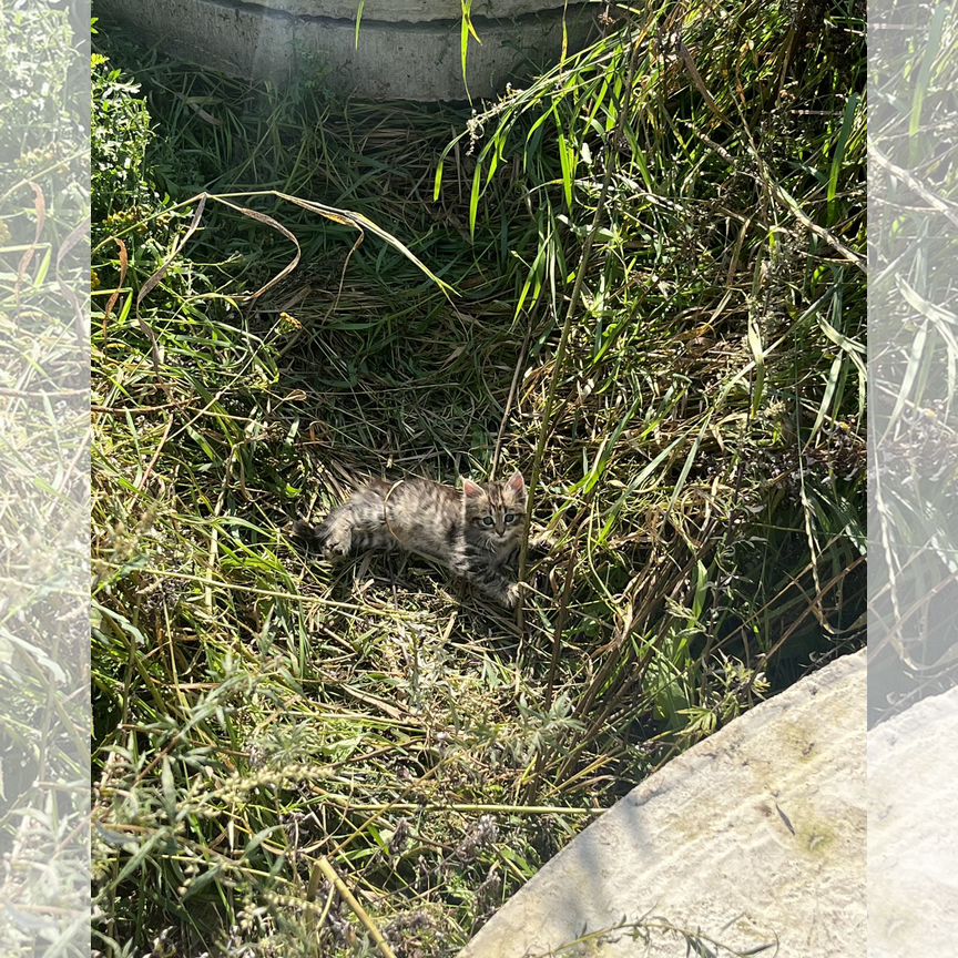 Котенок мальчик в добрые руки