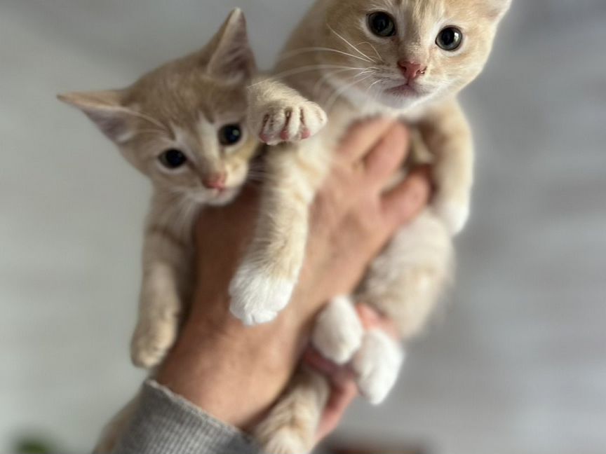 Солнечные котята в добрые руки