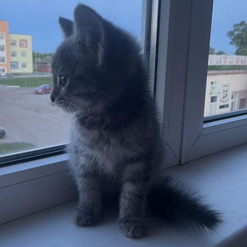 Котёнок в добрые руки