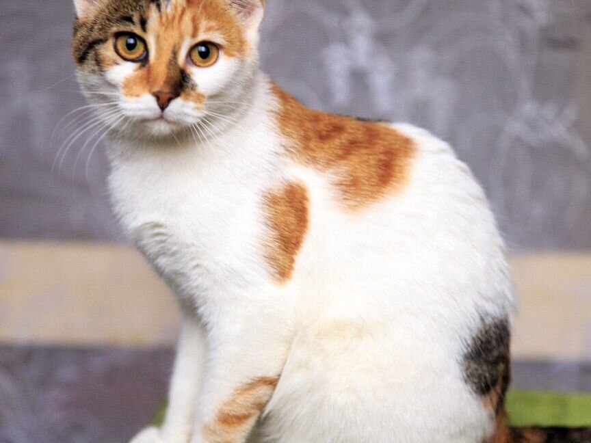 Изящная кошка в добрые руки