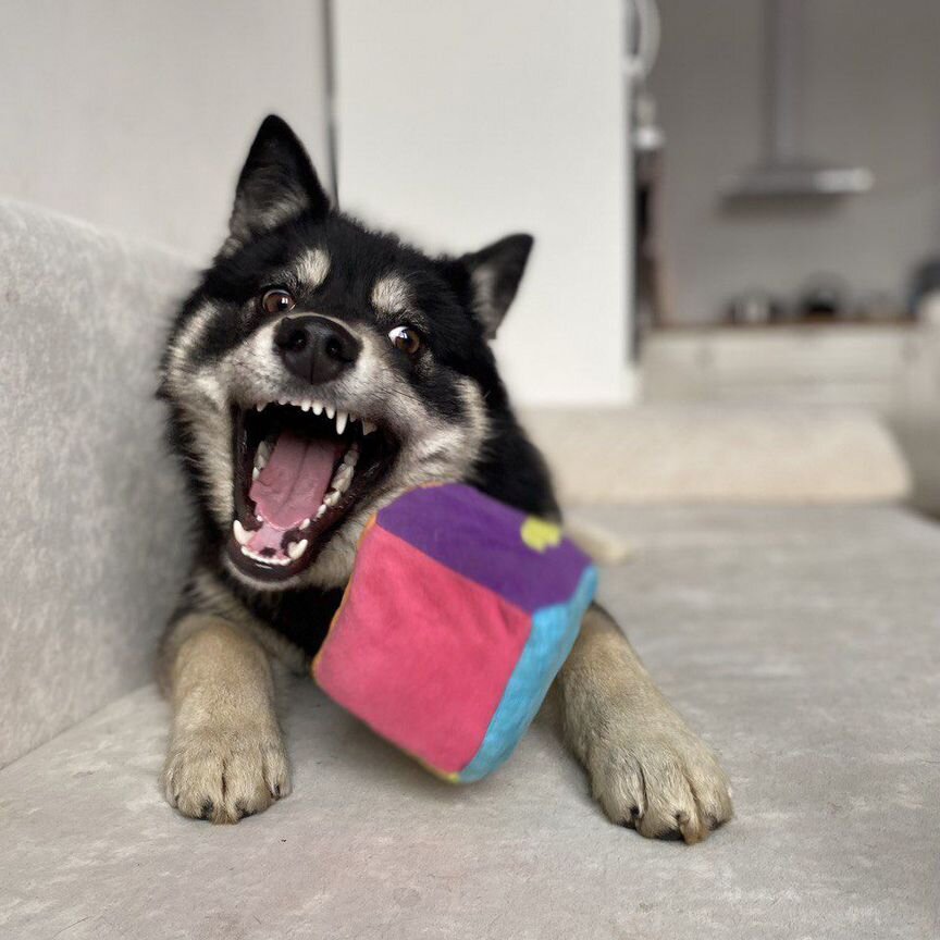 Щенок Айка в добрые руки