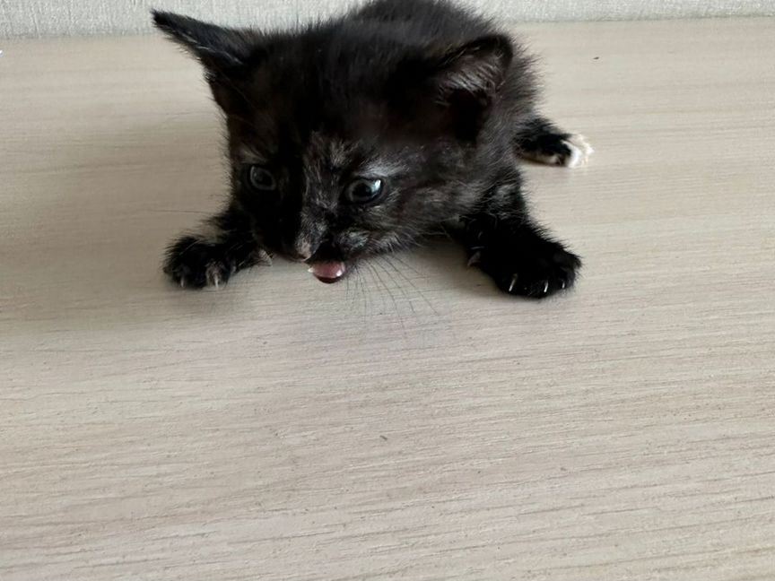 Котята отдам в добрые руки бесплатно