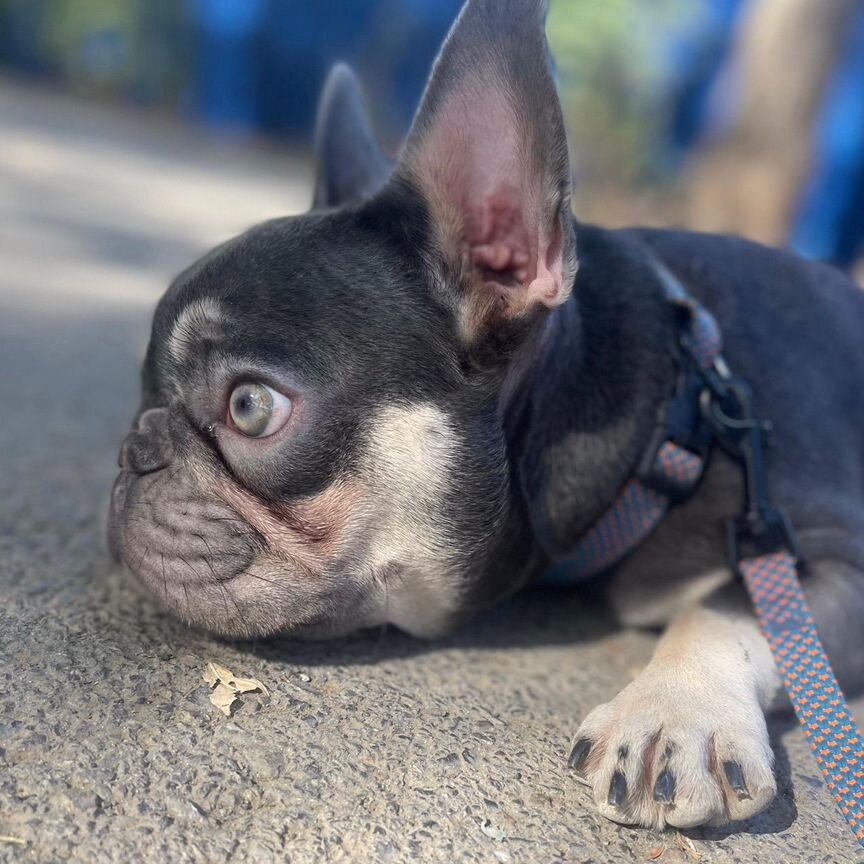 Французский бульдог