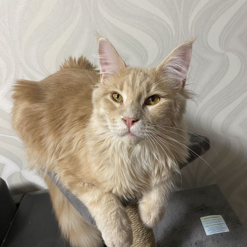 Мейн-кун вязка