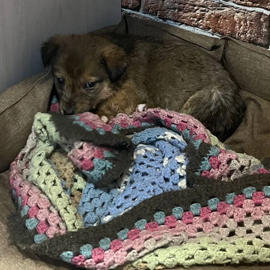 Немецкая овчарка, щенок