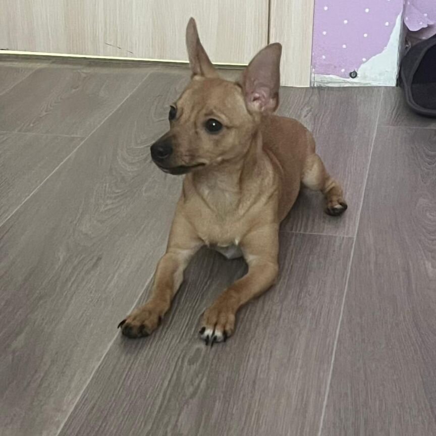 Продам Мини Той-Терьера