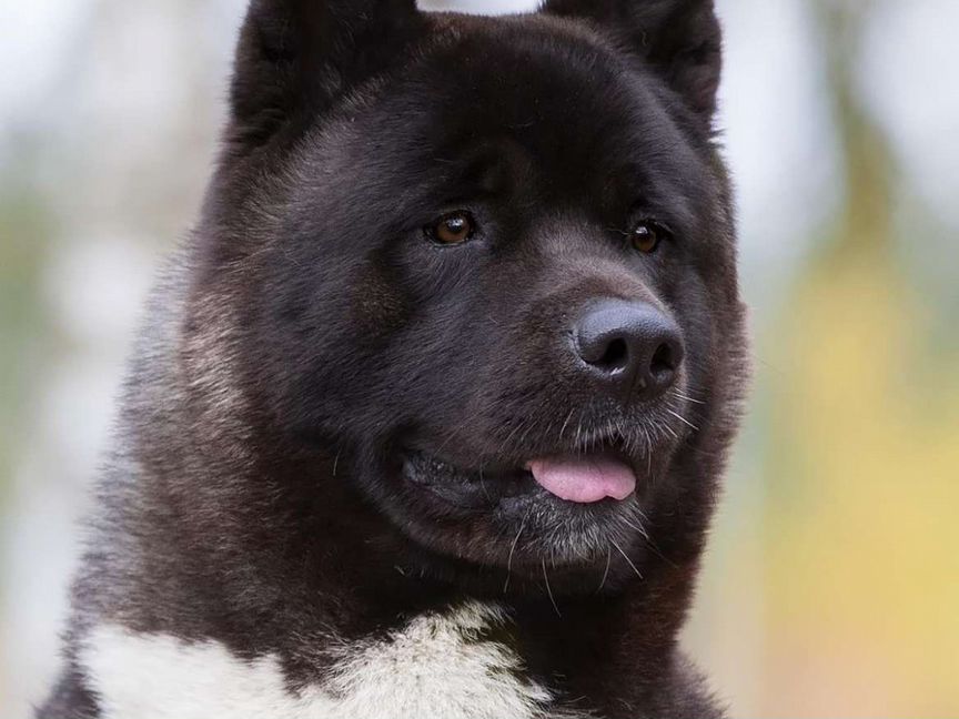 Щенки американской акиты