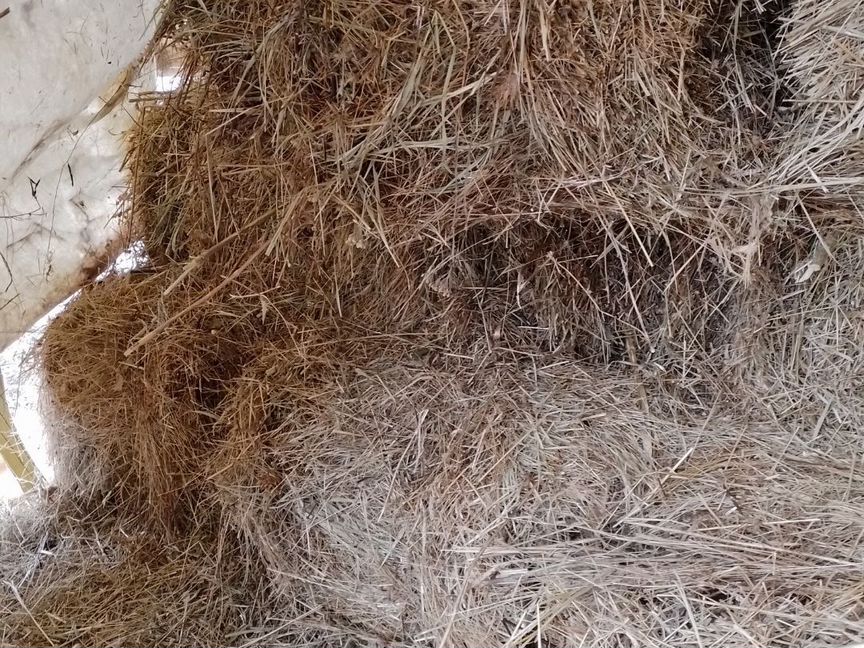 Сено тюки разнотравие. Укос 2023 года. Самовывоз