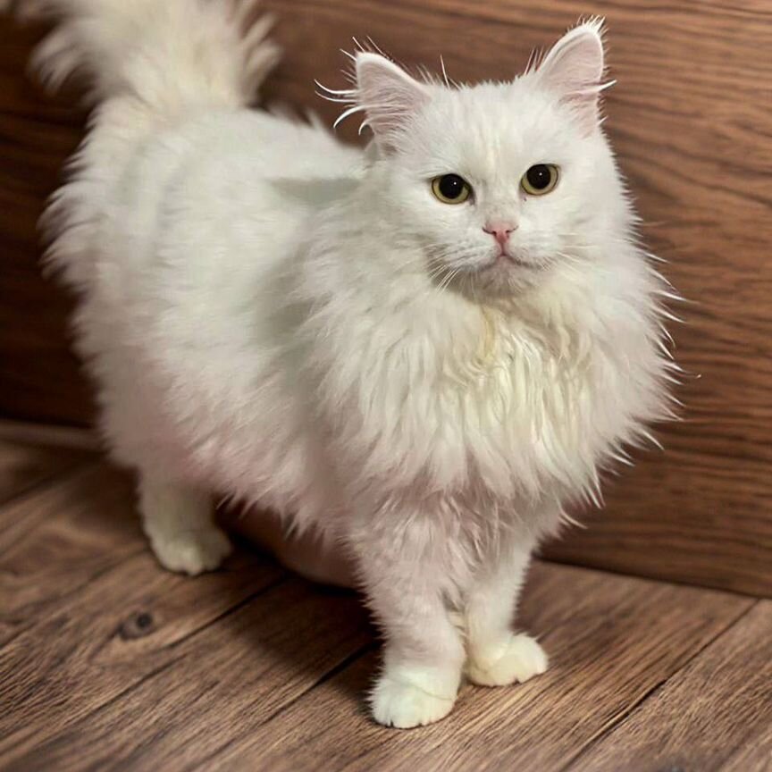 Кошка в добрые руки. Бесплатно