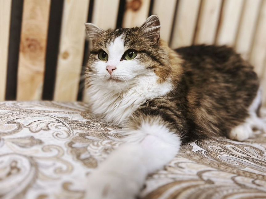 Алиса