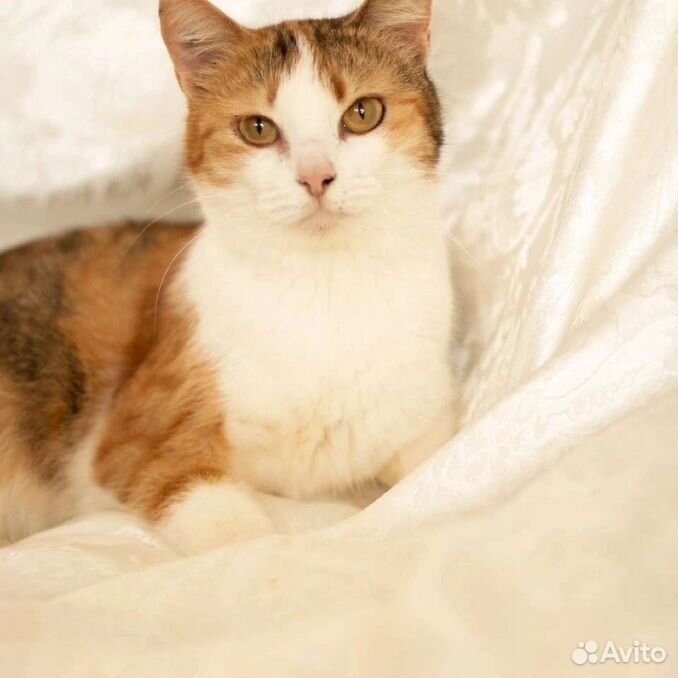 Кошечка Рыжуля