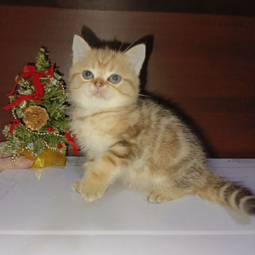 Шотландские золотые карапузы