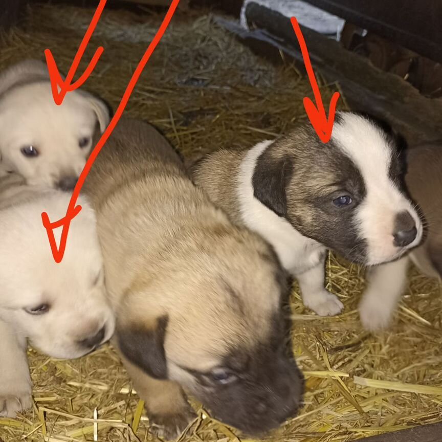 Щенок в добрые руки