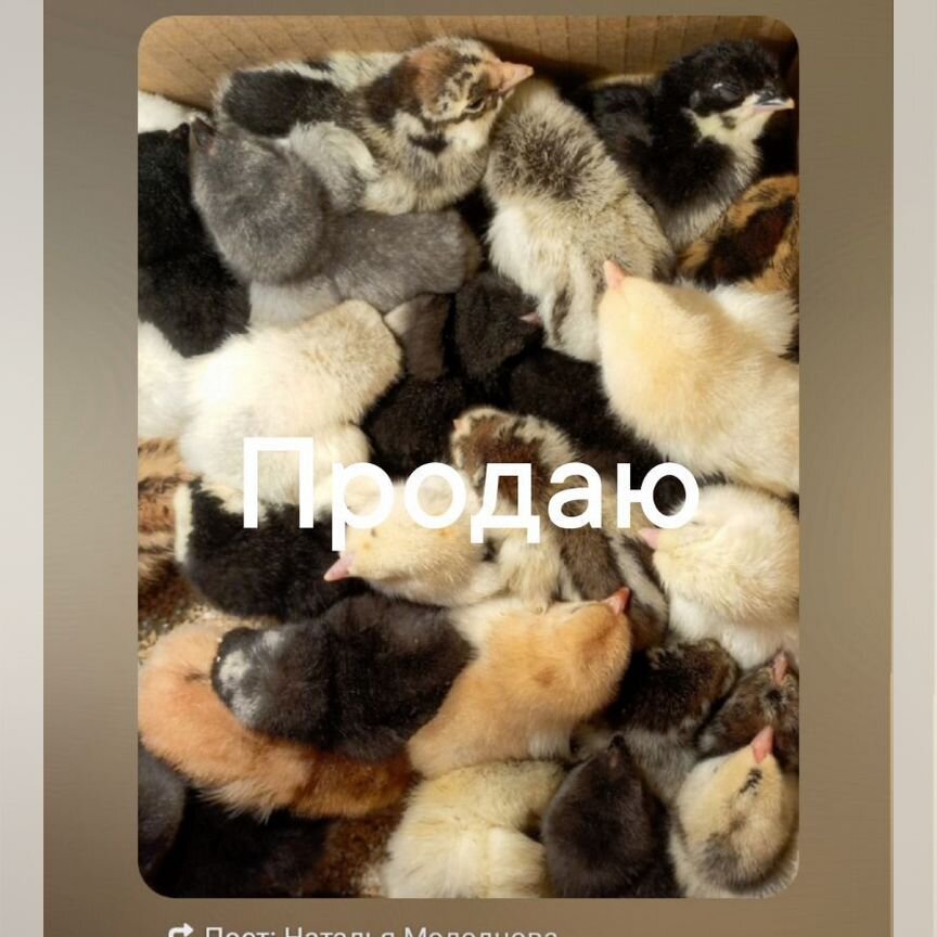 Домашняя птица