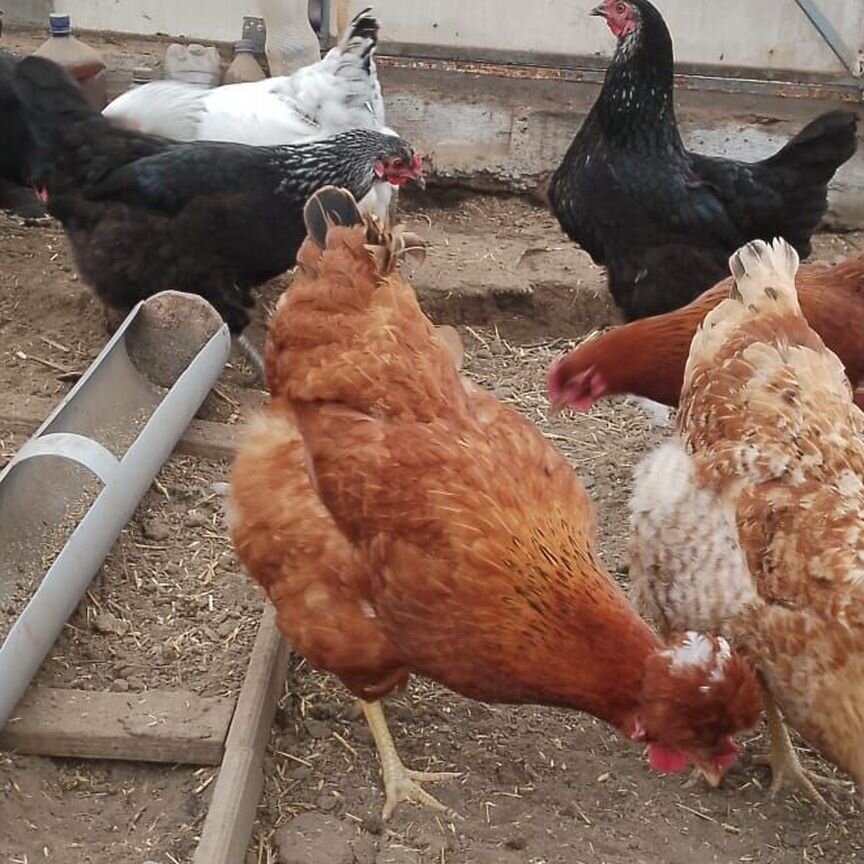 Куры несушки