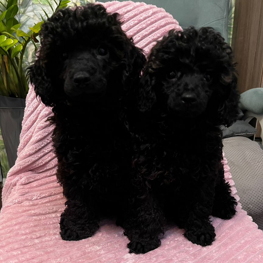 Той-пудель, щенок