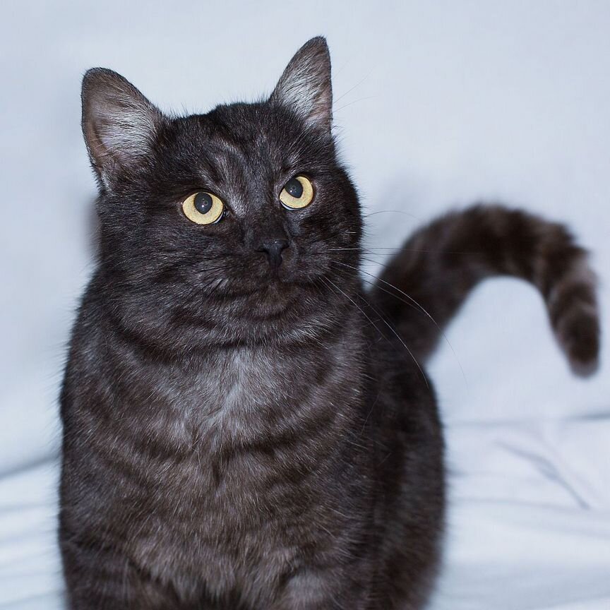 Черный шотландский котик в добрые руки