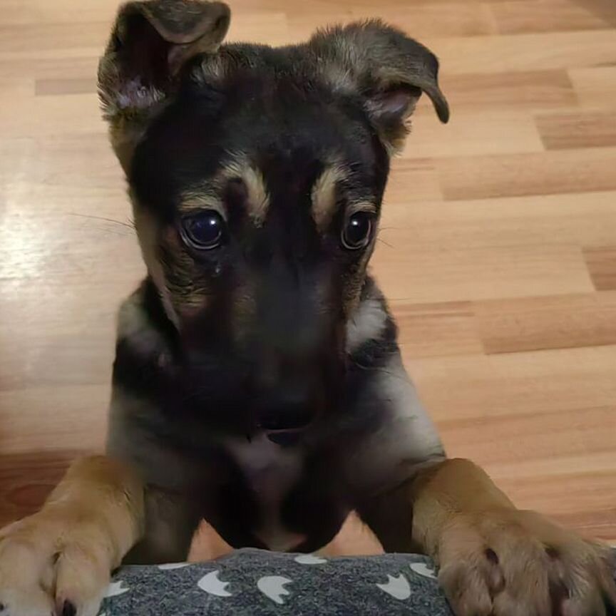 Щенок в добрые руки