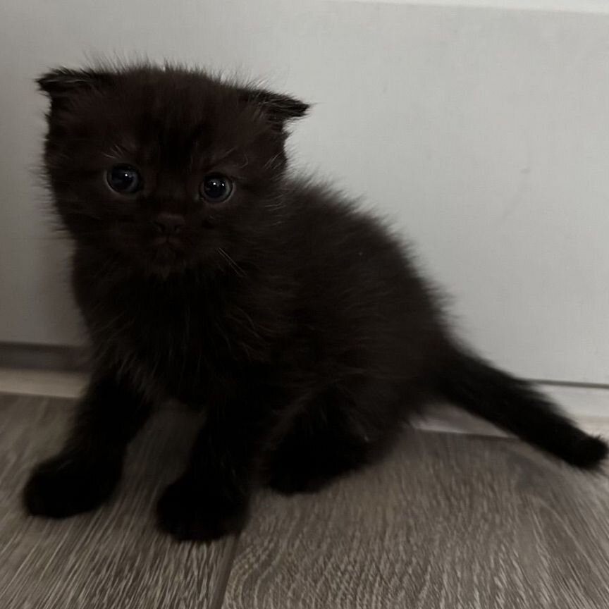 Шотландский вислоухий кот