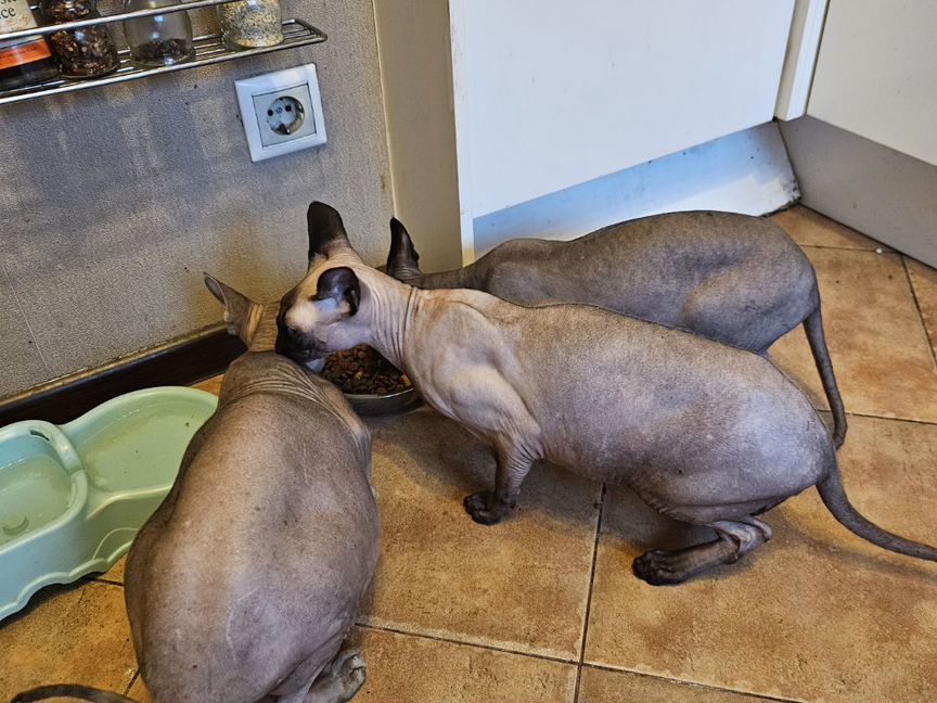 Три канадских сфинкса в добрые руки