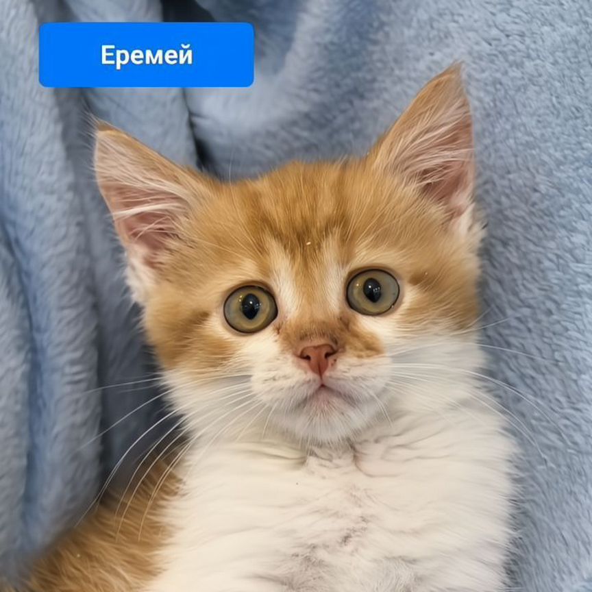 Котёнок в добрые руки